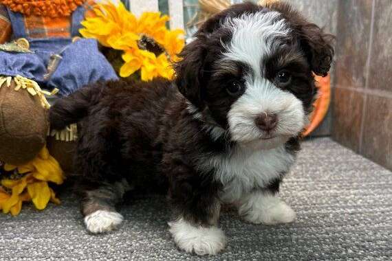 AKC Havanese Puppies for sale