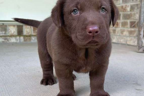 Healthy Labrador Retriever Puppies For Adoption