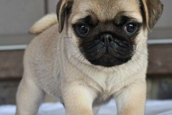 Cute Pug Puppies For Sale