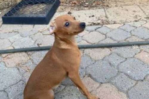 Miniature Pinscher puppy for sale