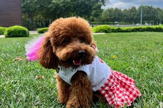 Beautiful red toy poodle“Ruby”