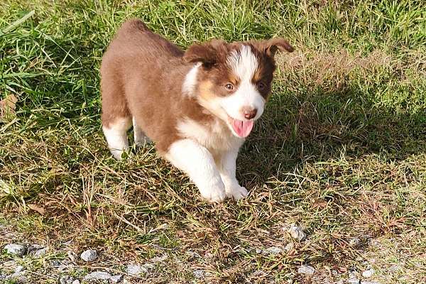 Mini Aussie Female Puppy, Dora