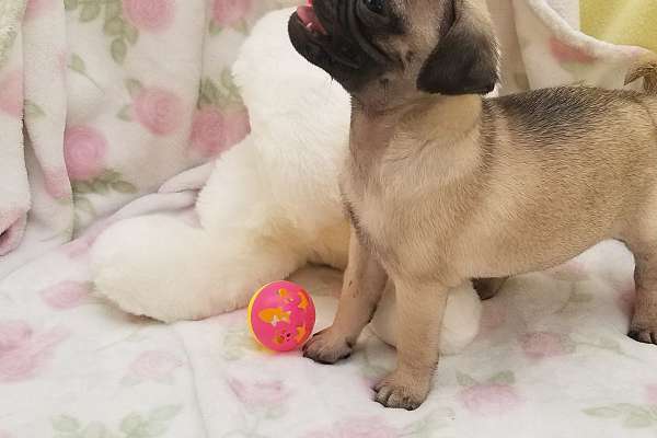 AKC Pug Puppies!
