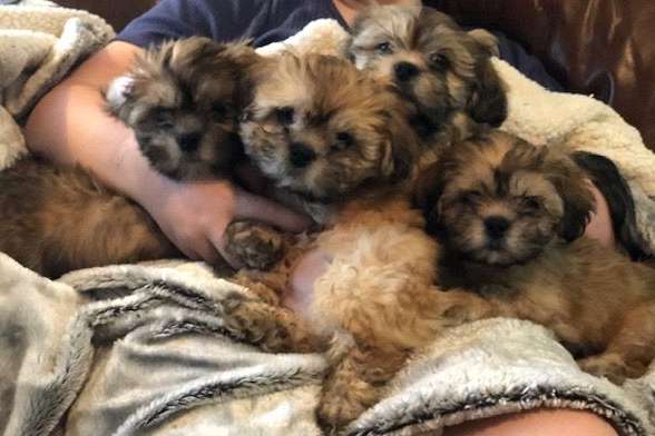 Shih Tzu Lhasa Apso Mix Male Puppies