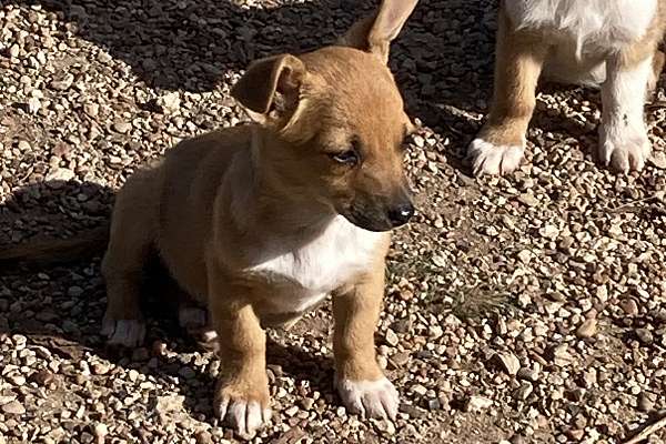 Dorgi pair(Corgi/Doxie)