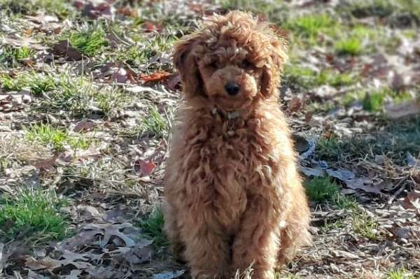 Red Miniature Poodle Puppies Ready for Homes