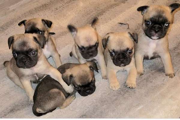 Frenchie x Pug puppies