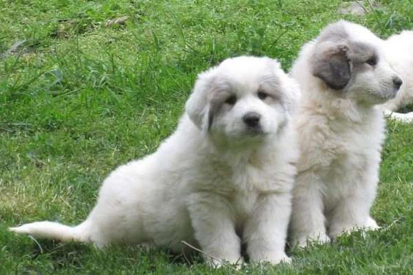 AKC Great Pyrenees puppies
