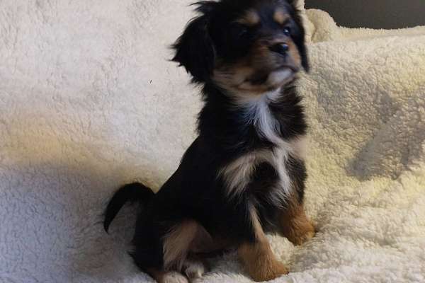 Female cavalier king Charlies spaniel