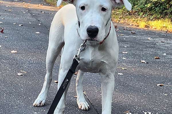 Dogo Argentino Puppy-Stella