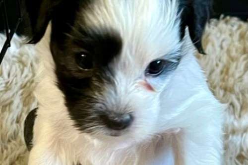 Have a Havanese for the Holidays