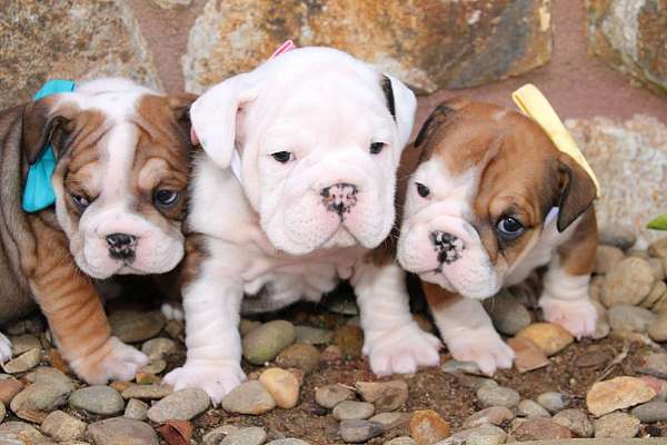 Amazing English bulldog Puppies For Sale