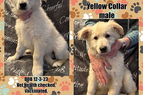 AKC Stunning Golden Retrievers