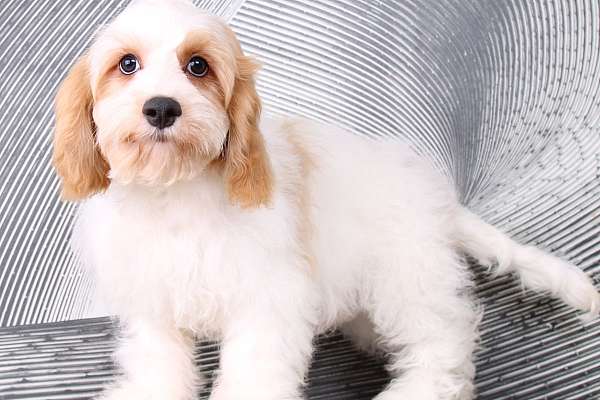 Duke Handsome Blenheim Male Cavapoo Puppy