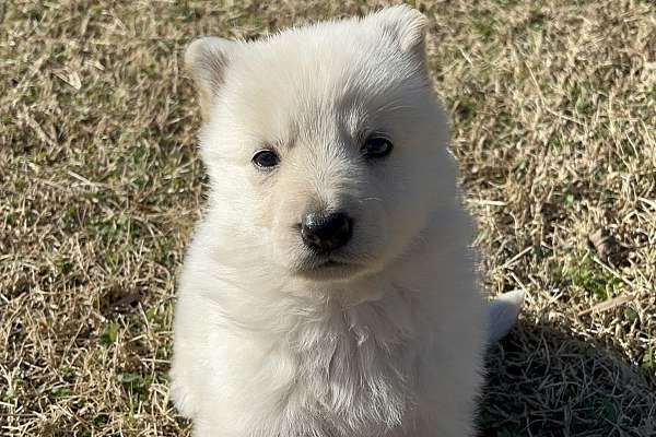 White German shepherd puppie