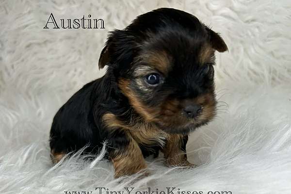Yorkie Puppies Available Local