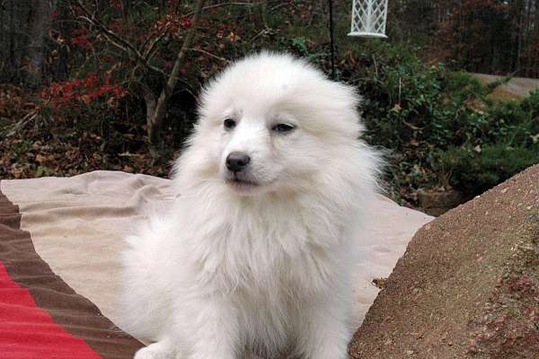 American Eskimo Male