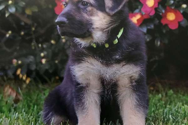 AKC Gsd Puppy. 8weeks Old