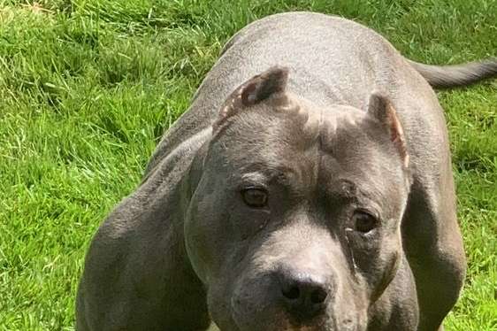 American Bully for sale