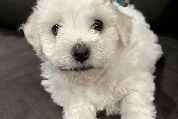 Female Bichon Frise Puppies.