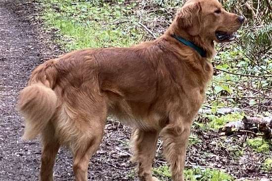 AKC Purebred Golden Retriever Breeding Females/Male Stud Dog