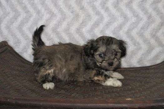 Nice quality male Shih poo puppy.