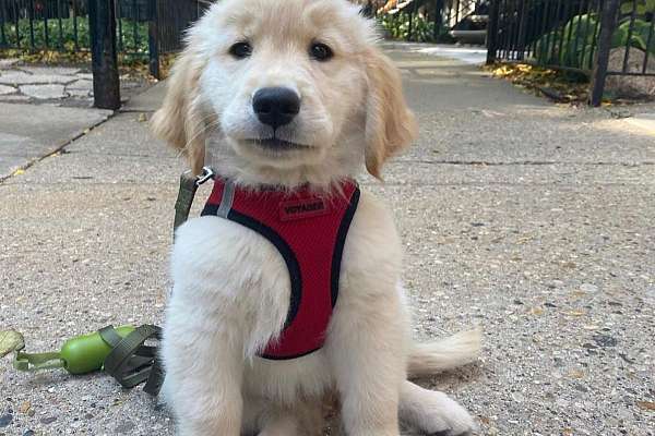 Charming Golden Retriever PUPPY