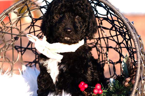 F1B Standard Border Collie Doodle | Bordoodle | Border Collie Poodle | Male