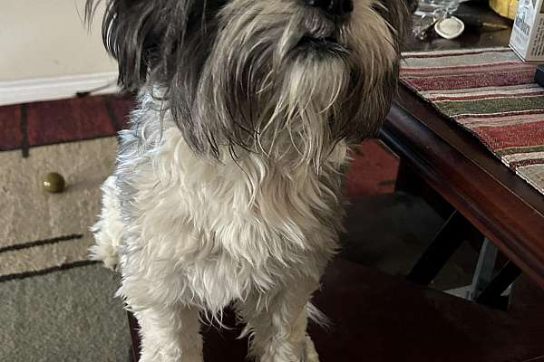 Large Shih tzu