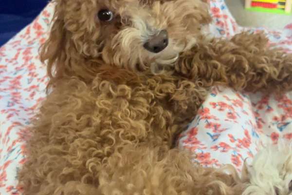 Adorable Male Cavapoo Puppy