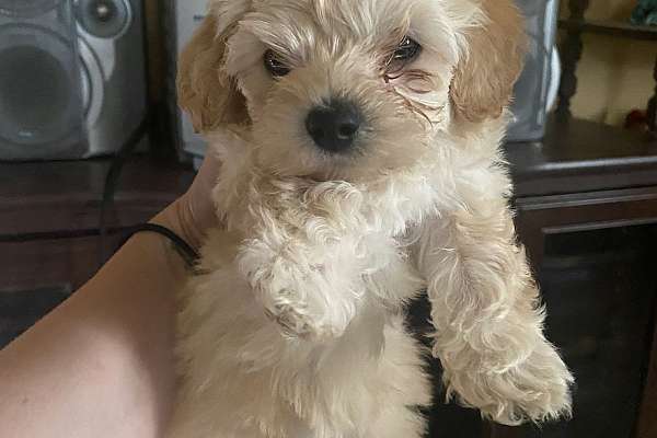 Female yorkiepoo