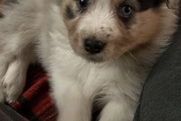 Australian Shepherd puppies