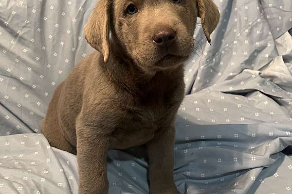 AKC Labrador Retrievers (Silvers & Charcoals)