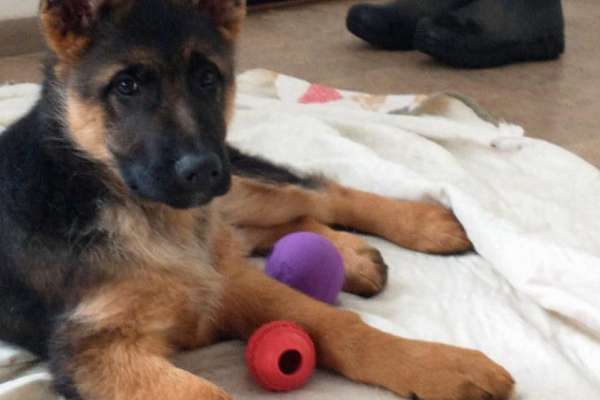 German Shepherds California Oregon Quality