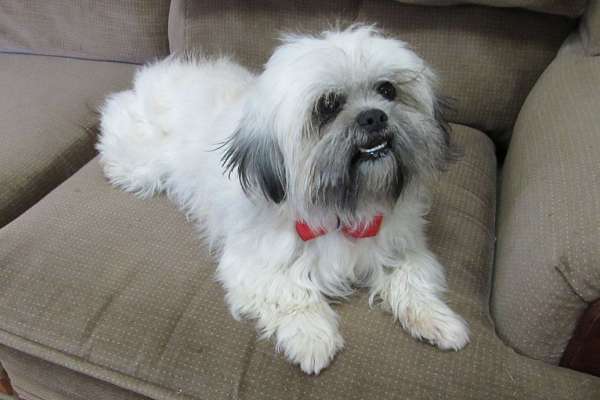 Male Shih Tzu - 13 months - CKC Reg - Cream Tri-Color - Sweetest Little Boy