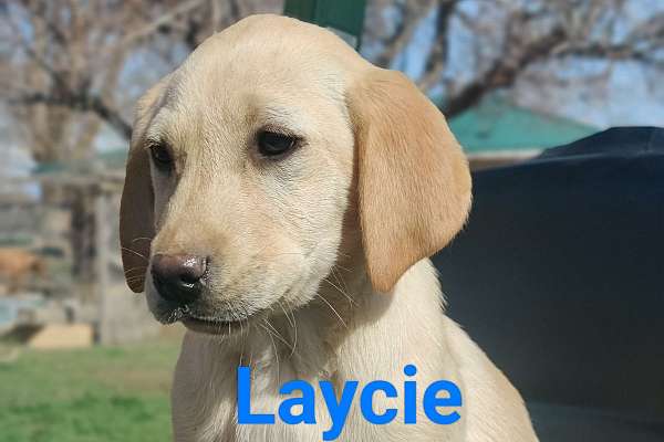 Purebred Labrador Retriever