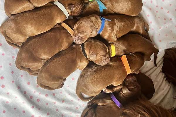 Irish Setter Puppies