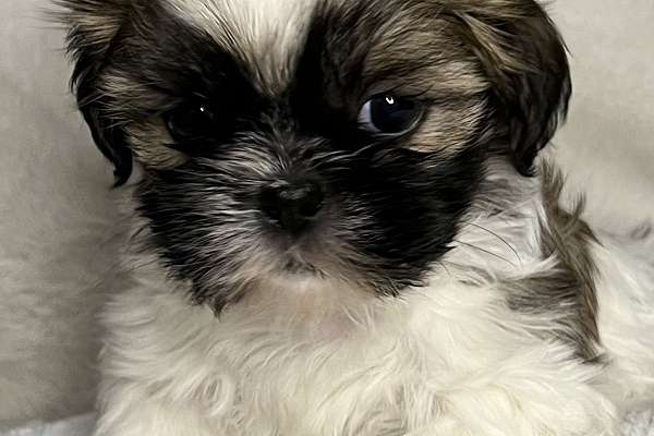Shih tzu puppy