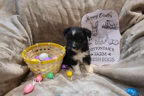 Black Tri Mini Aussie "Boy 5"