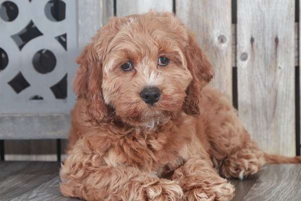 Gidget Gorgeous Red Cockapoo-Ohio