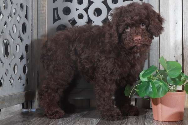 Kali Stunning Chocolate Cockapoo- Ohio
