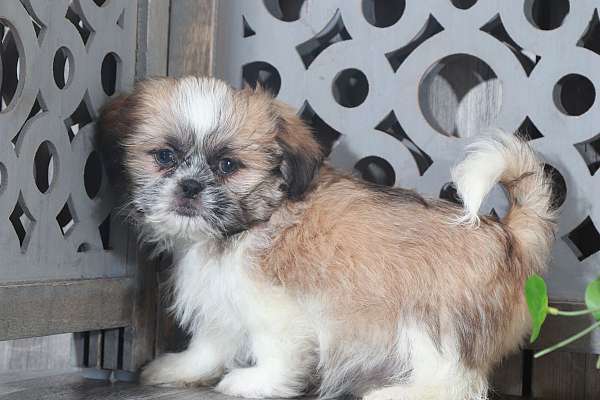 Thunder-Dashing ACA Shih-Tzu-Ohio
