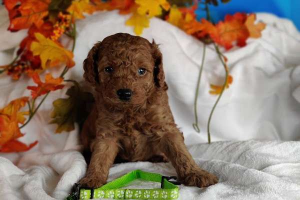 AKC Deep Red Miniature Poodle Puppies Coming