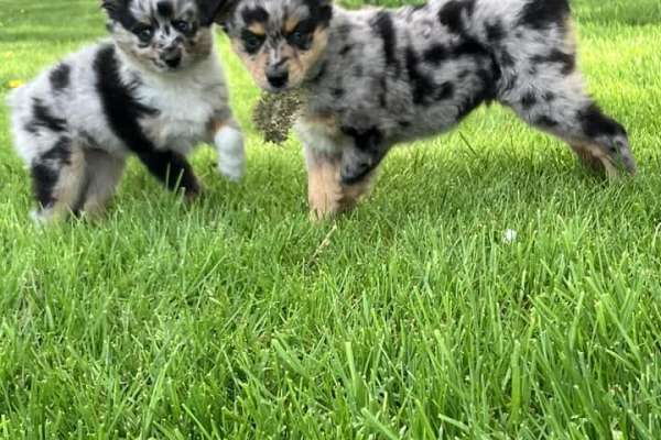 Toy Australian Shepherd