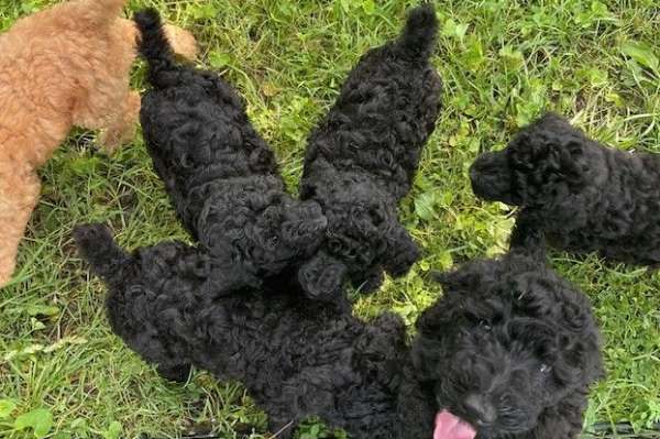 AKC Standard Poodle Puppies for sale