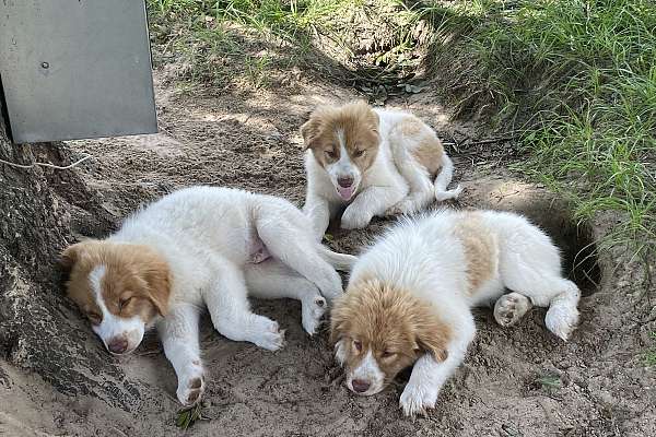 Karakachan livestock guard dog puppies