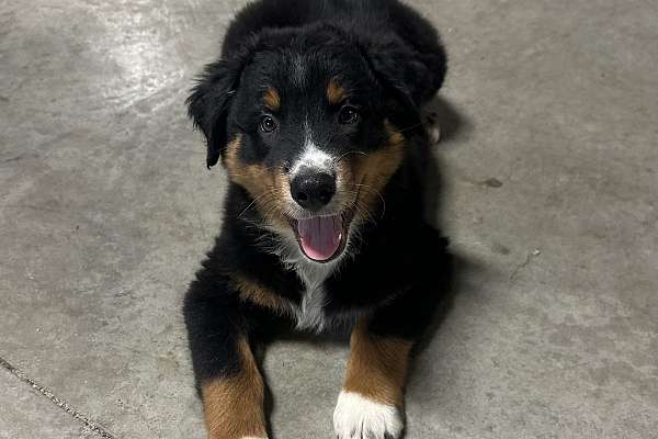 Toby, Black tri male Aussie