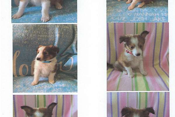 Sheltie puppies for sale