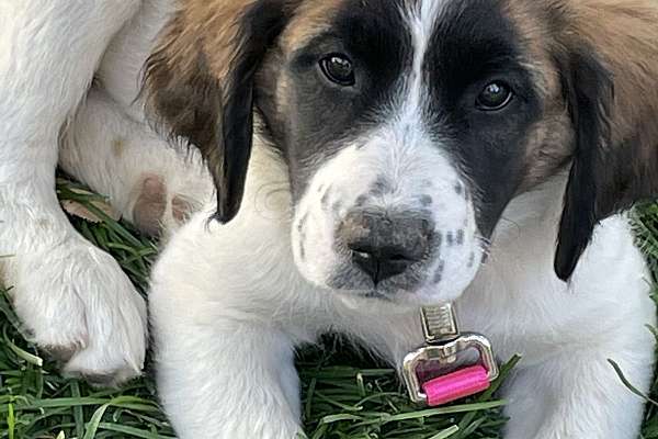 Snowbell - St Berdoodle