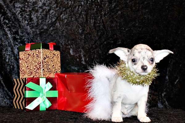 Stunning Apple Head Long and Short Coat Chihuahua Puppies, Exotic Colors